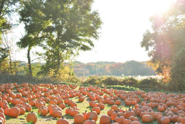 Fall Must Do: Pumpkin Patches in Rhode Island - Gooseneck Vineyards